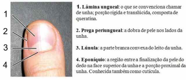 Para que servem as unhas? Fisiologia e função - PEBMED