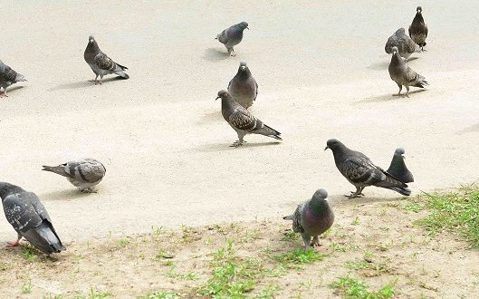 Doença do Pombo” causa duas mortes em São Paulo « maismaismedicina